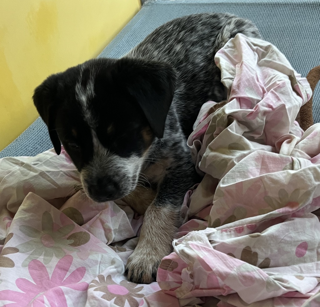 Bluey - Medium Male Australian Cattle Dog x Rottweiler Mix Dog in QLD ...