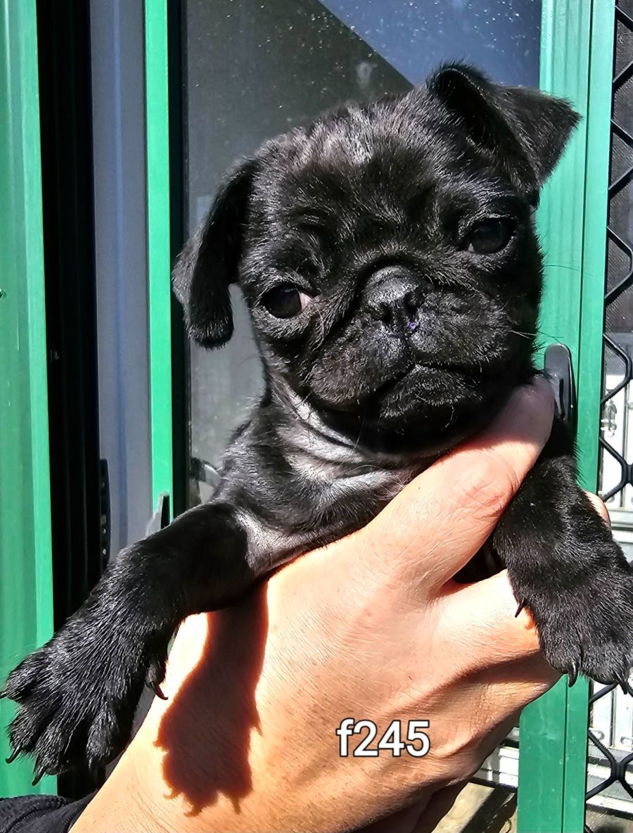 Wilma - Small Female Pug Dog in NSW - PetRescue