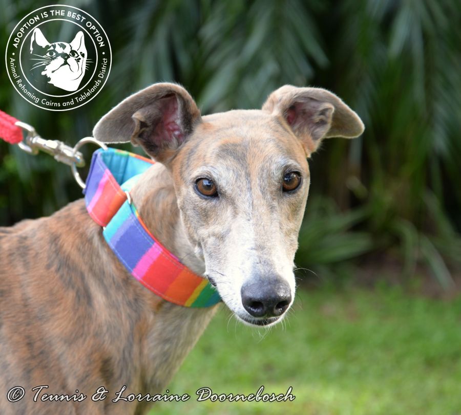 Rosie (Saint Bluey) - Large Female Greyhound Dog in QLD - PetRescue
