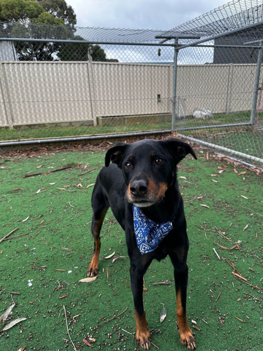 Max - Large Male Rottweiler x Kelpie Dog in VIC - PetRescue