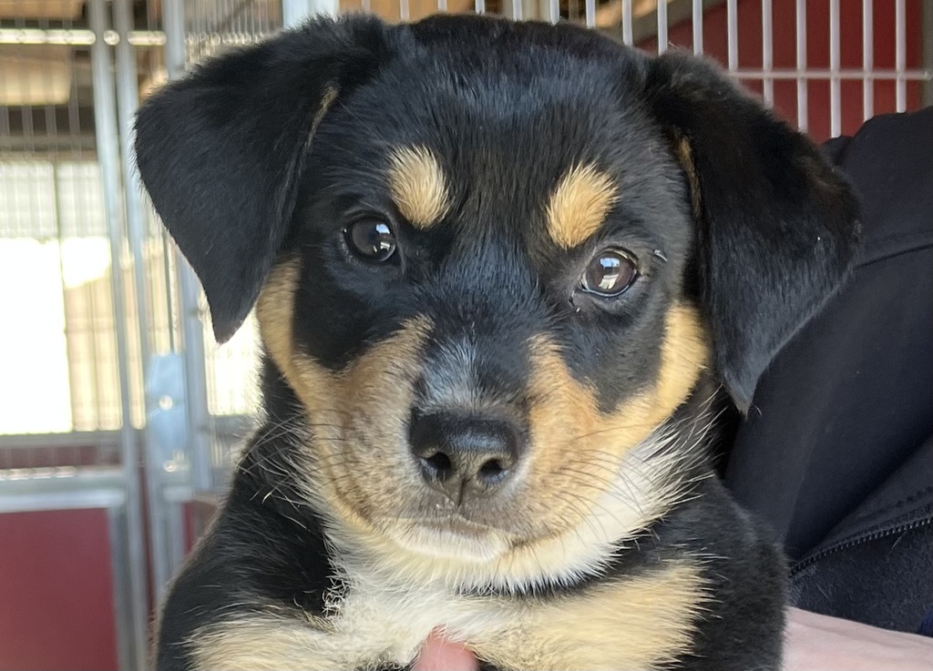 Mimi - Medium Female Australian Cattle Dog x Rottweiler Mix Dog in QLD ...