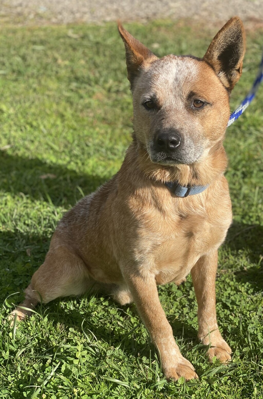 Remington - Medium Male Heeler Mix Dog in VIC - PetRescue