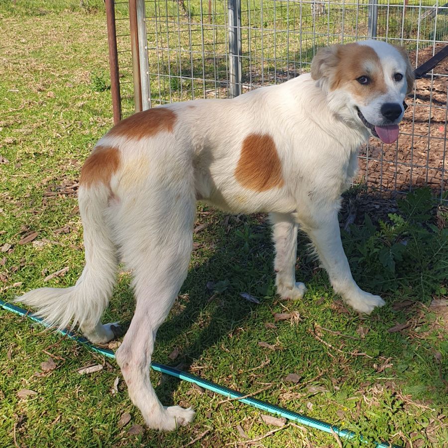 Thor - Medium Male Maremma Sheepdog x Border Collie Mix Dog in NSW ...