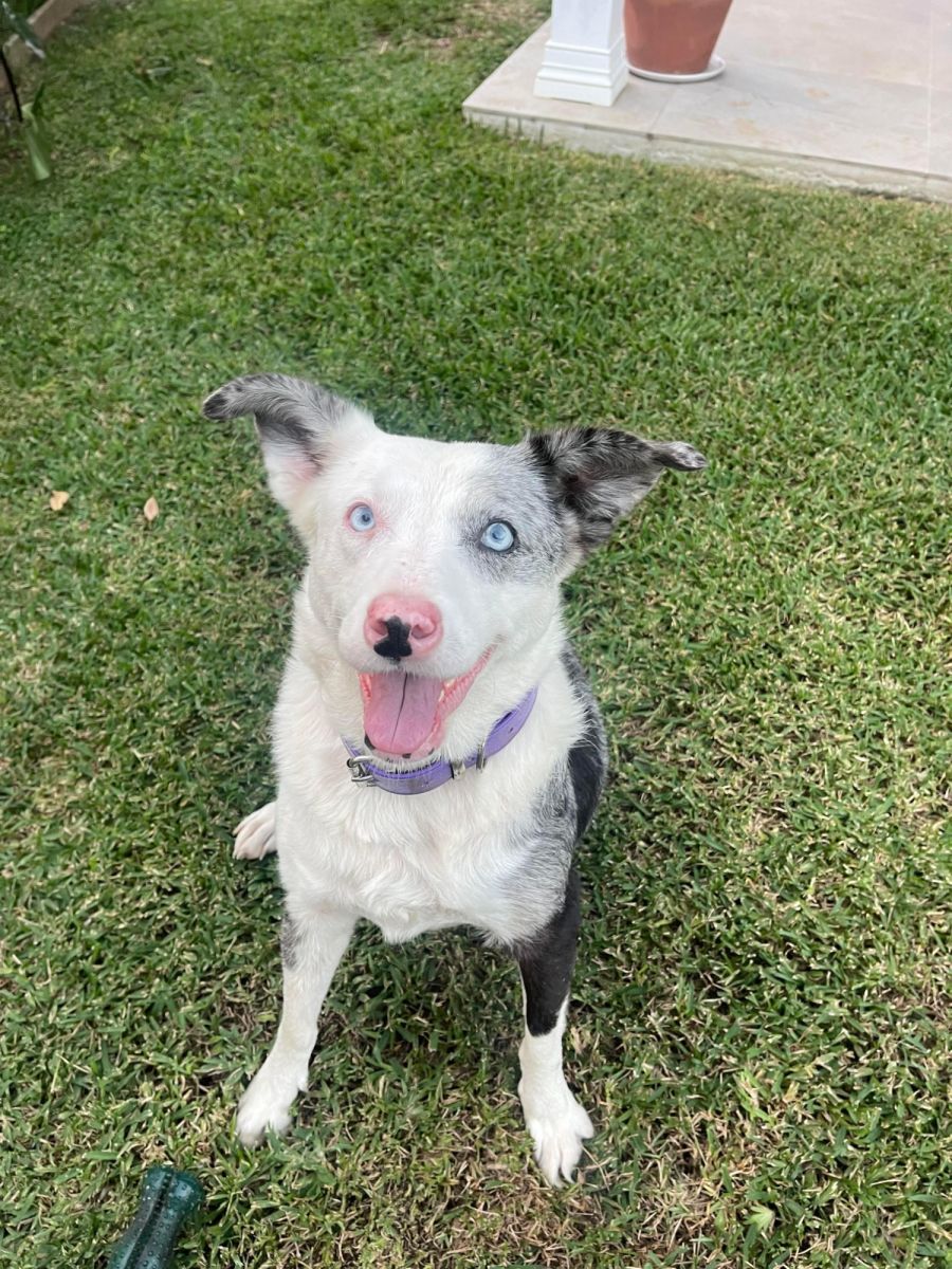 Rosie - Medium Female Koolie x Border Collie Mix Dog in NSW - PetRescue