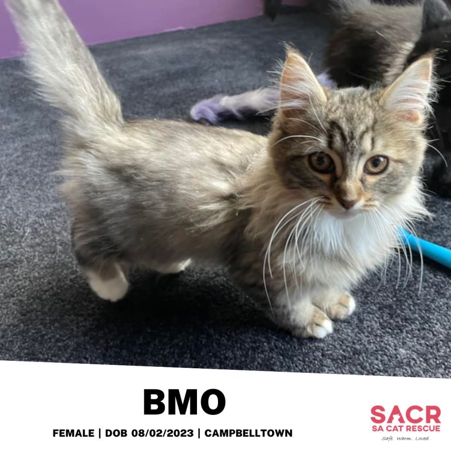 BMO (Beemo) - Female Domestic Long Hair Cat in SA - PetRescue