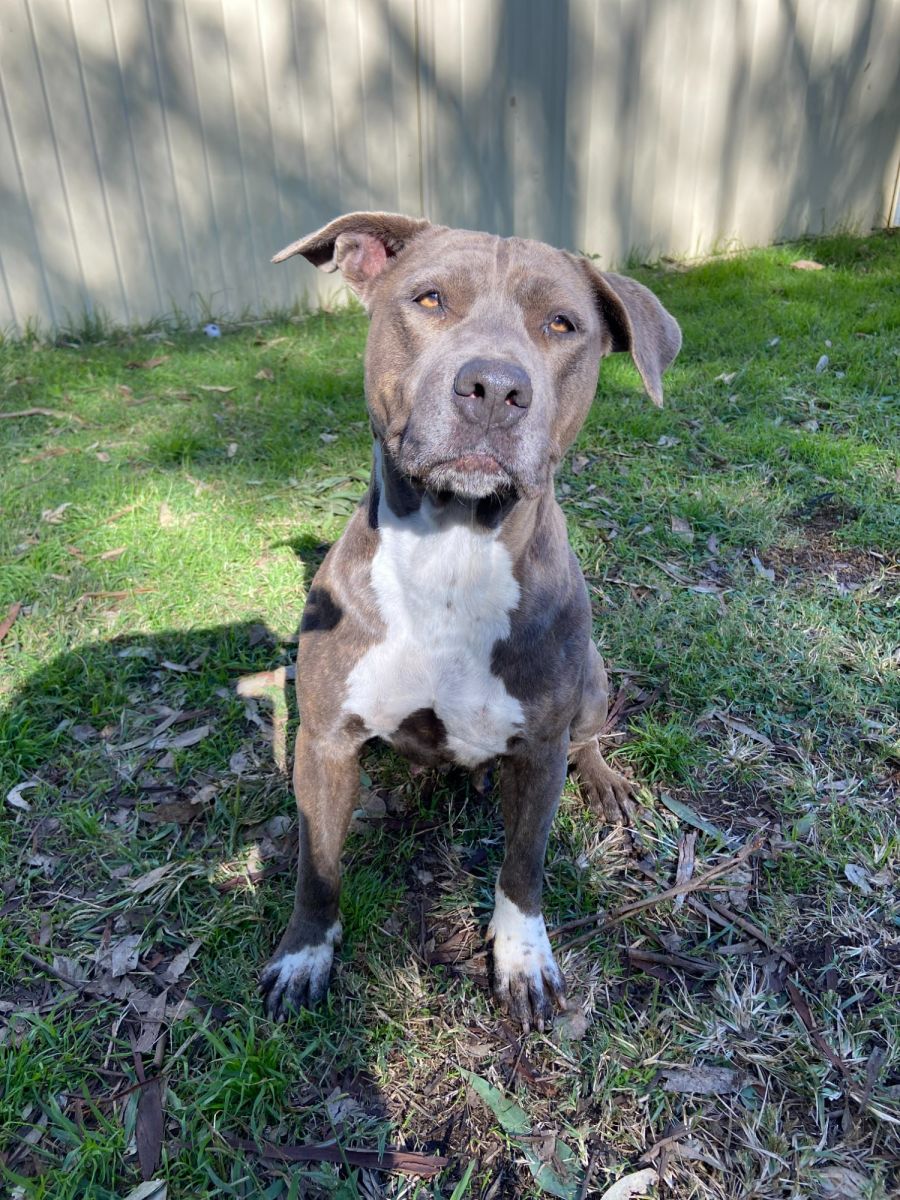 Lucy - Medium Female Staffordshire Bull Terrier Dog in NSW - PetRescue