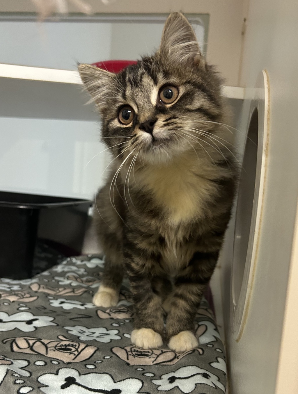 Porridge - Female Dmh Mix Cat in WA - PetRescue