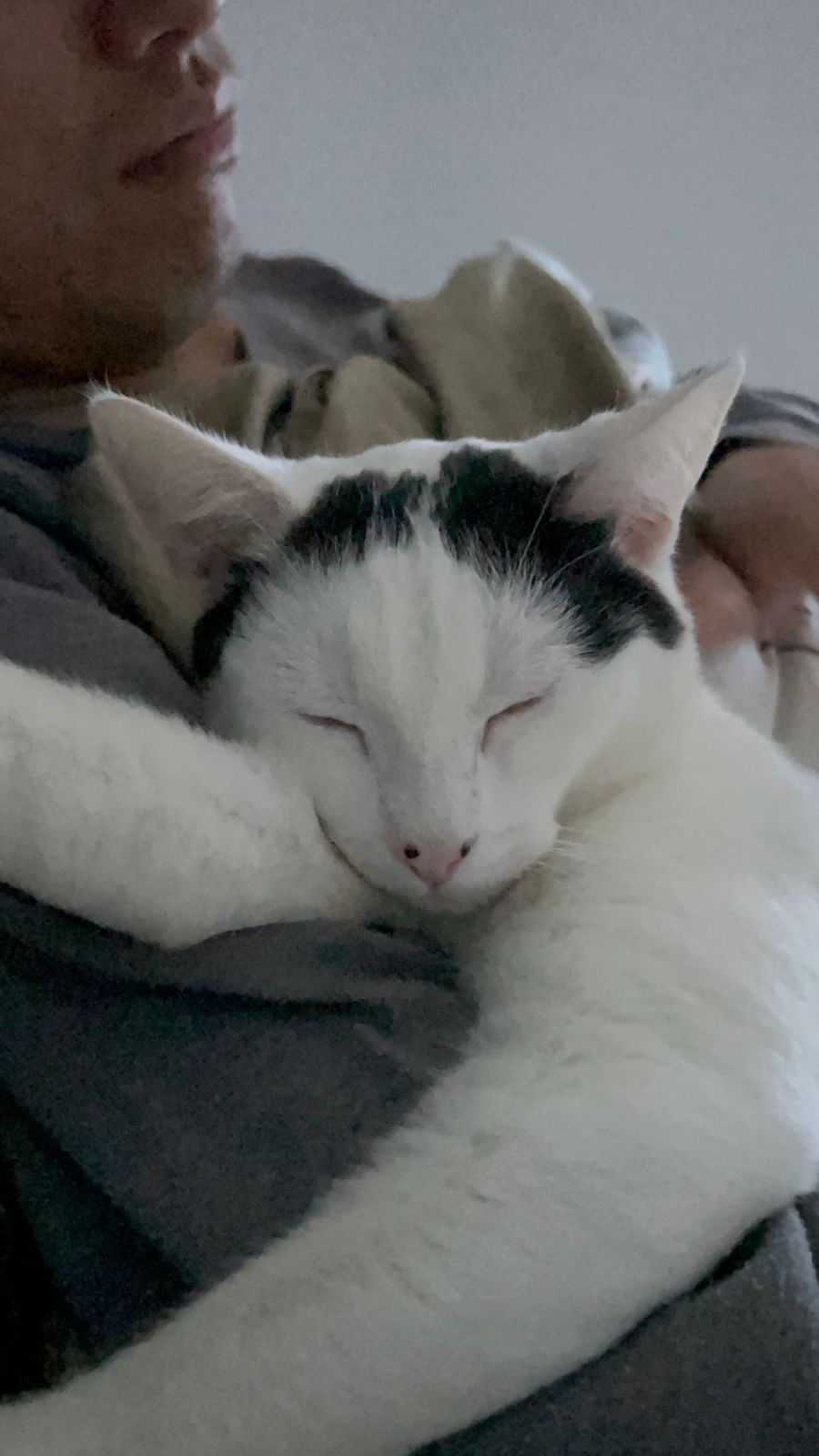 Gretel - Female Domestic Short Hair Cat in VIC - PetRescue