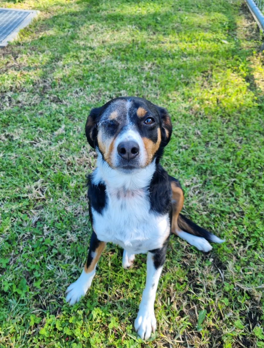 Skye - Medium Female Border Collie x Kelpie Dog in NSW - PetRescue