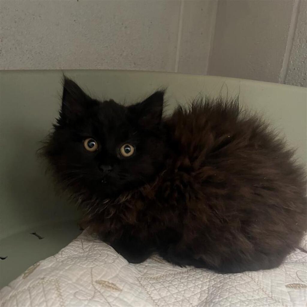 Colt - Male Domestic Medium Hair Cat in VIC - PetRescue
