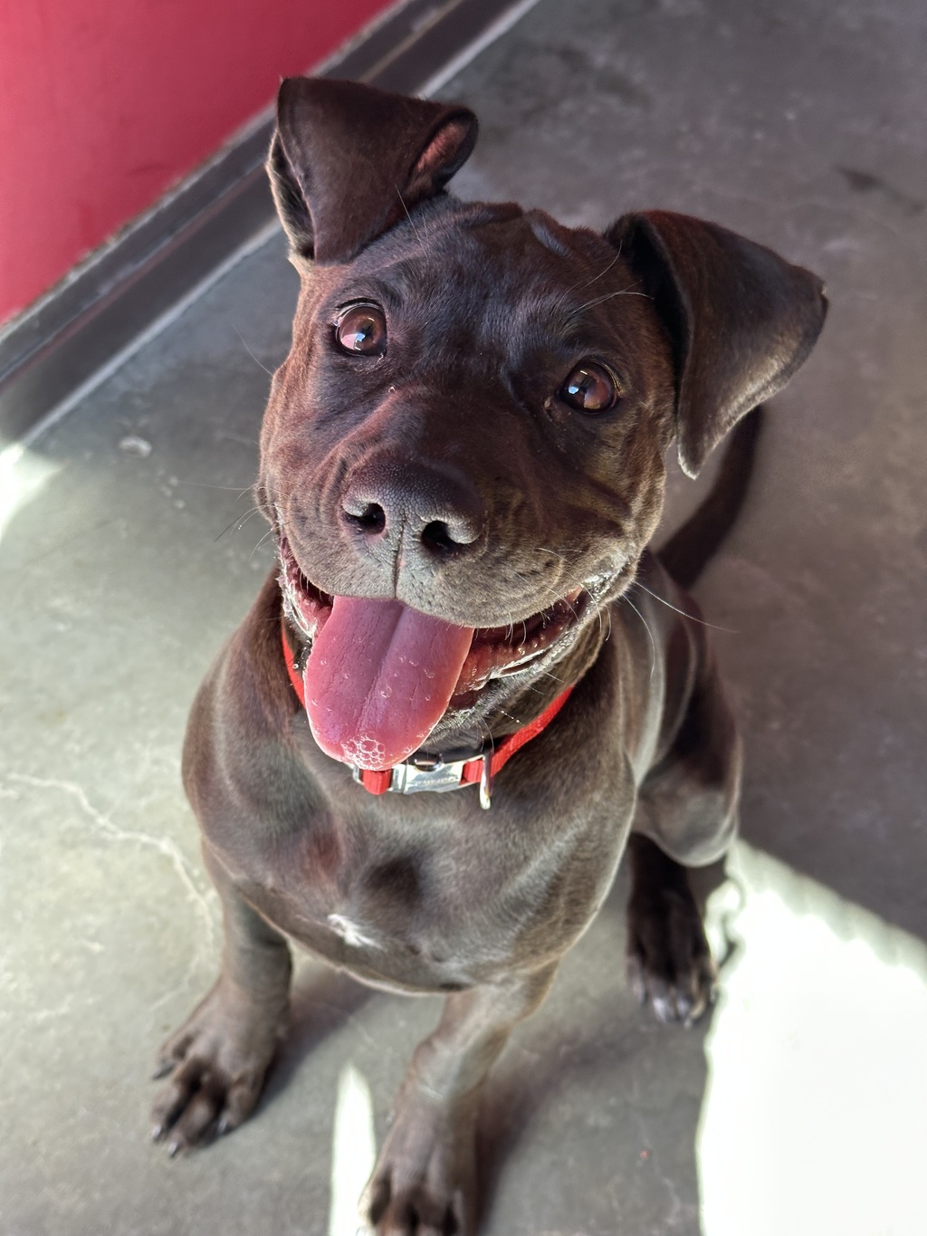 Sammy - Medium Female German Shorthaired Pointer x American ...