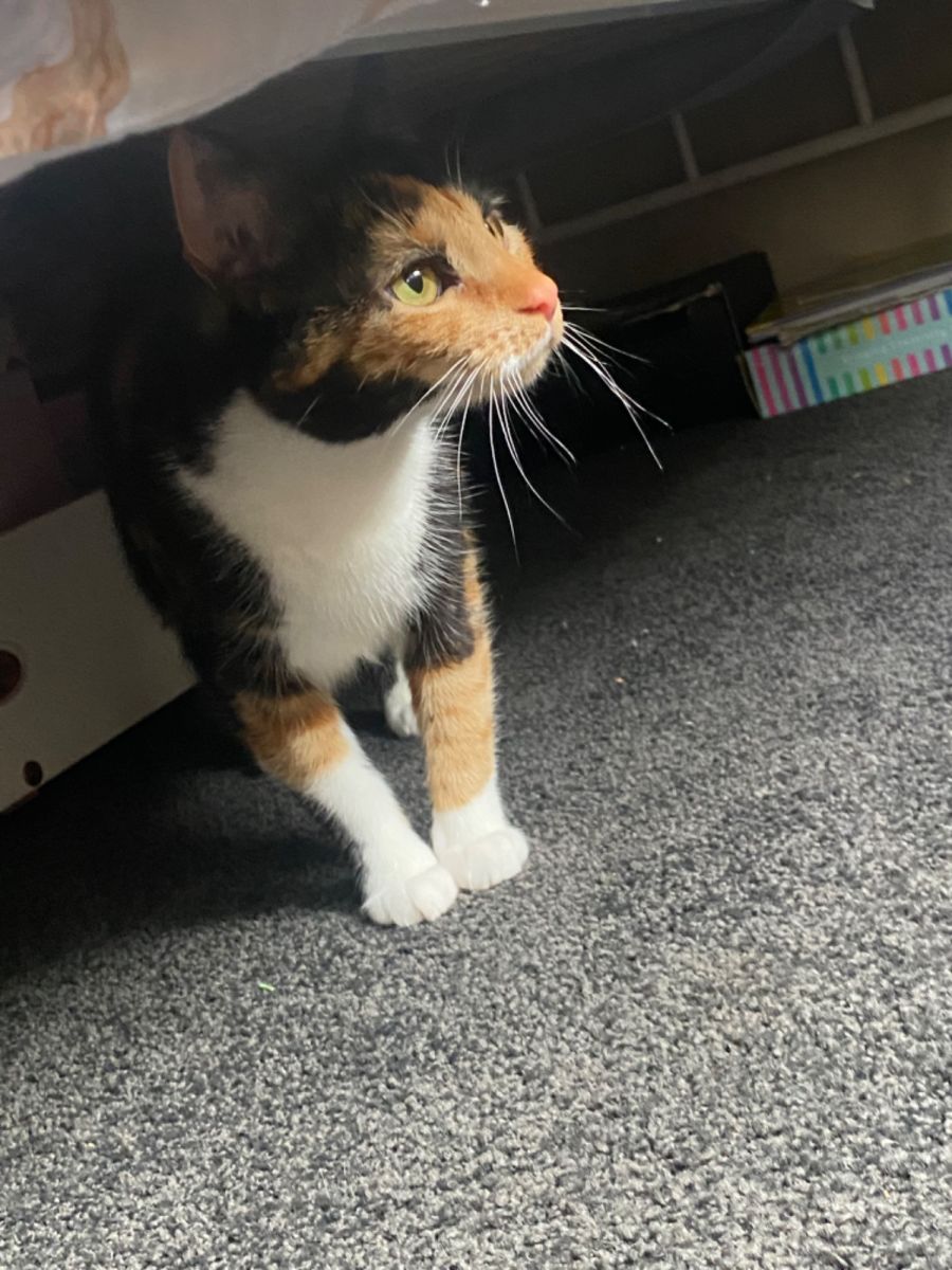 Natty - Female Domestic Short Hair Cat in VIC - PetRescue