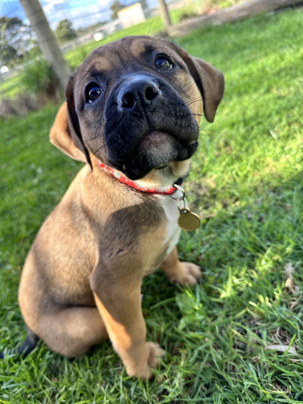 Nala - Small Female Boxer x Rhodesian Ridgeback Mix Dog in VIC - PetRescue