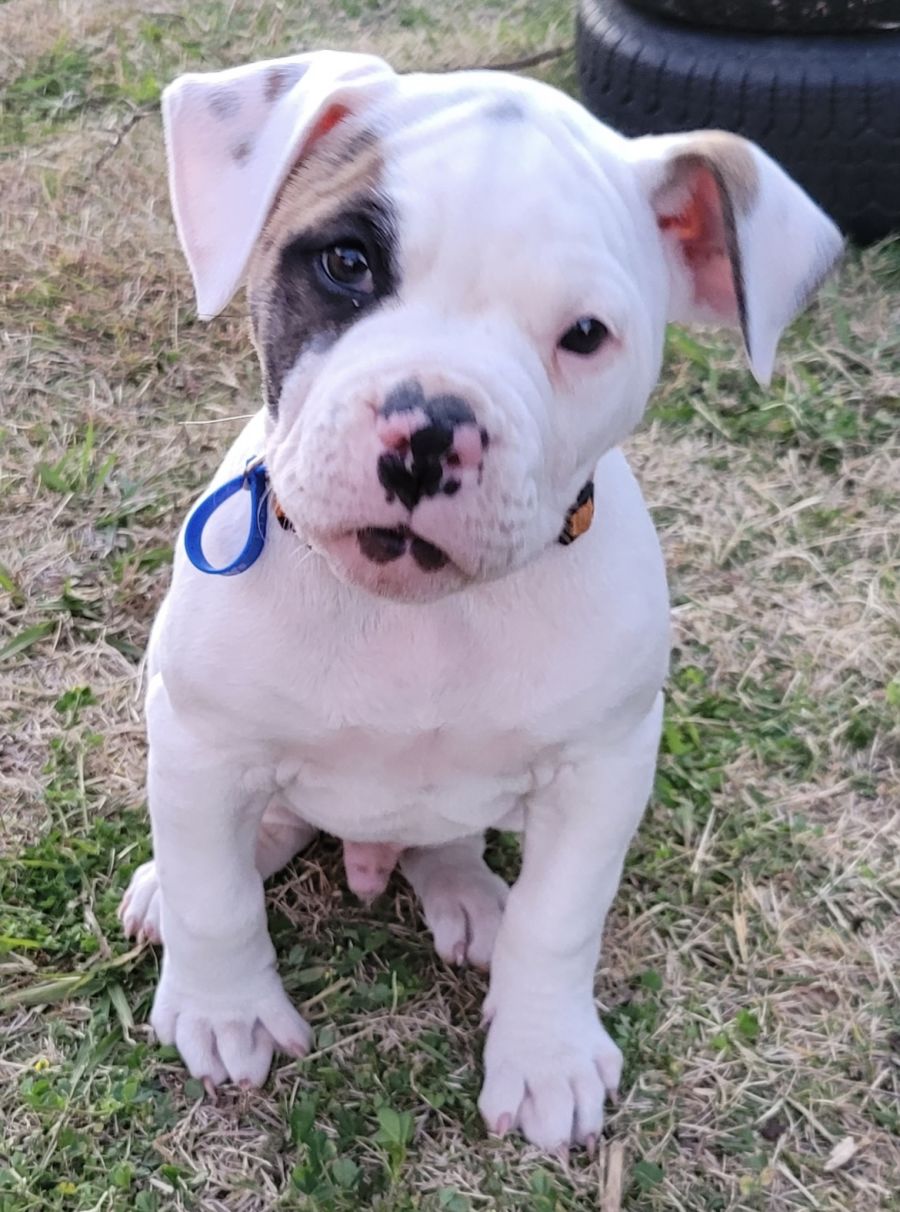 Halloumi - Large Male American Bulldog Dog in QLD - PetRescue