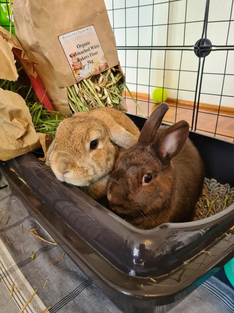 The Rabbit Sanctuary - PetRescue