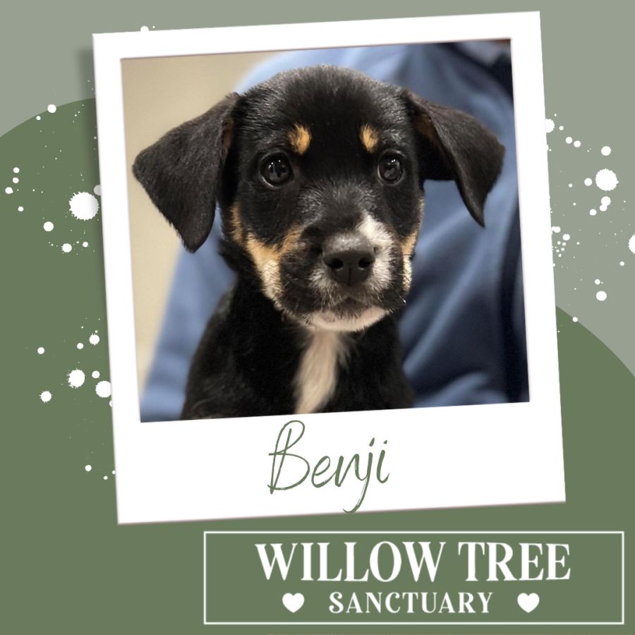 Benji - Medium Male Wirehaired Terrier Mix Dog in NSW - PetRescue