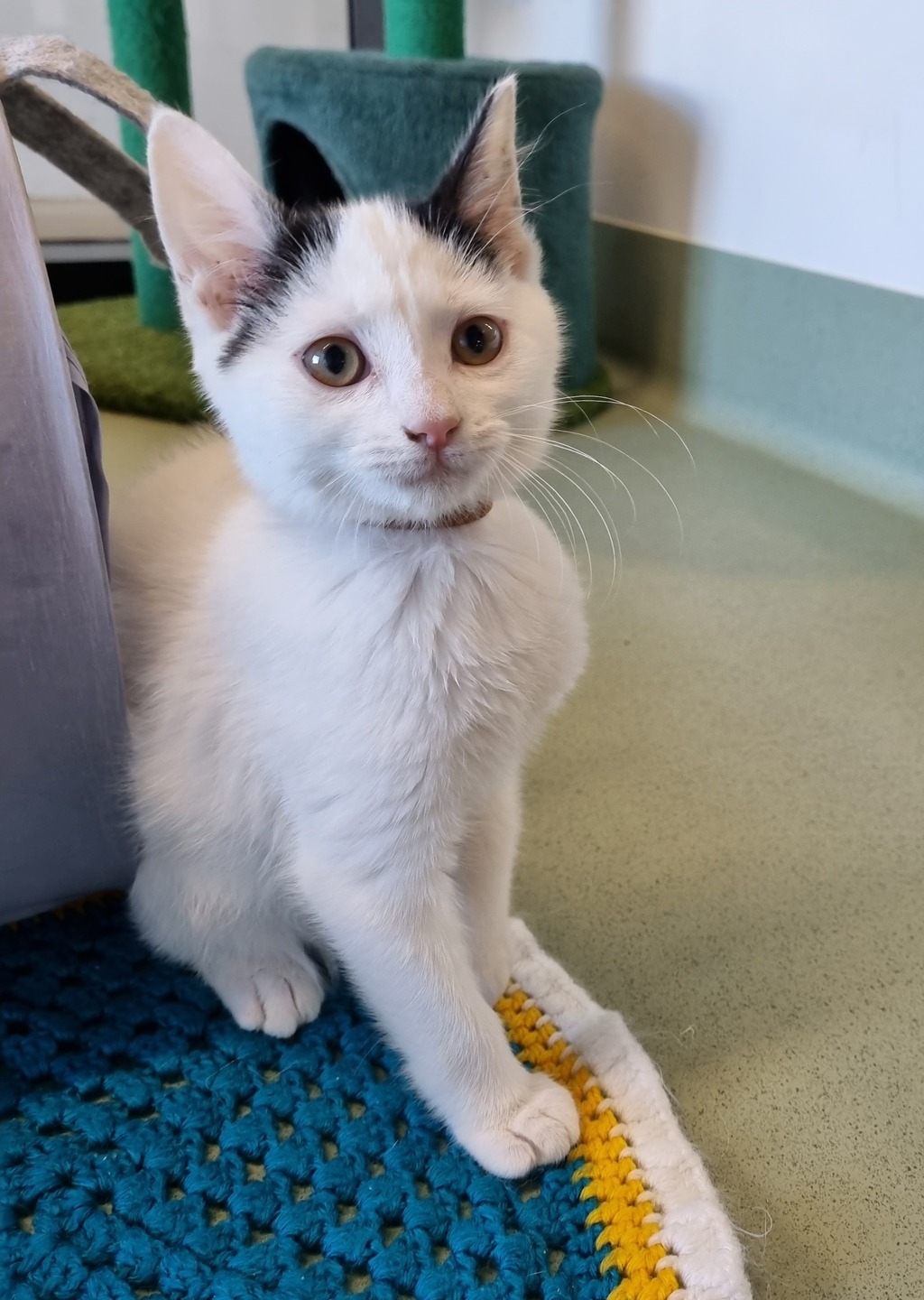 Spots - Female Domestic Short Hair Mix Cat in QLD - PetRescue