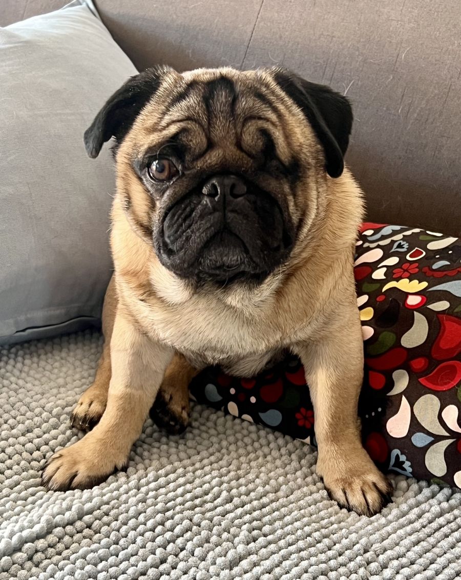 Percy the Pug - Small Male Pug Dog in QLD - PetRescue