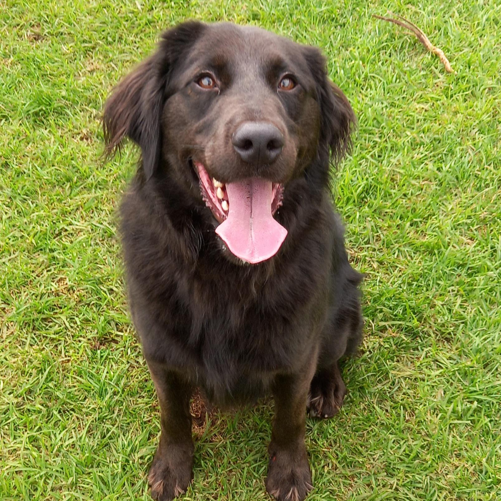 Marley - Medium Male Border Collie x Labrador Mix Dog in VIC - PetRescue
