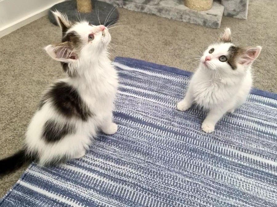 Piccolo - Male Domestic Long Hair Cat in NSW - PetRescue