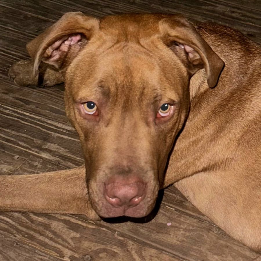 Thor - Large Male Staffy x Ridgeback Dog in NSW - PetRescue