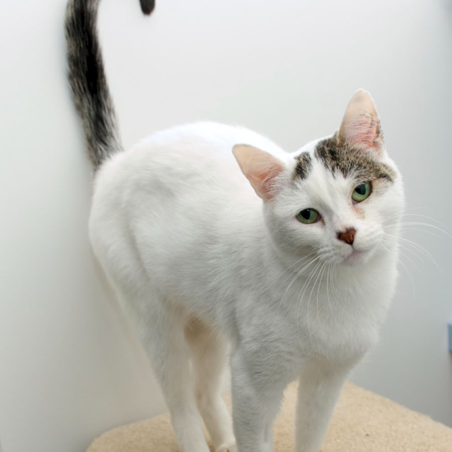 RSPCA Sydney Shelter (Yagoona) - PetRescue