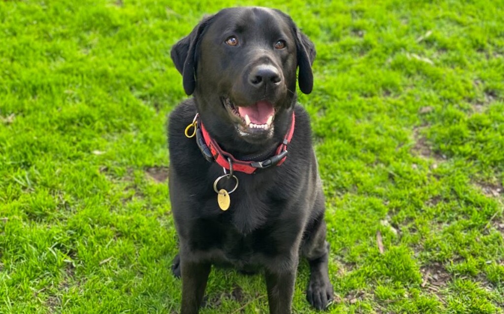 Link - Large Male German Shepherd x Labrador Mix Dog in VIC - PetRescue