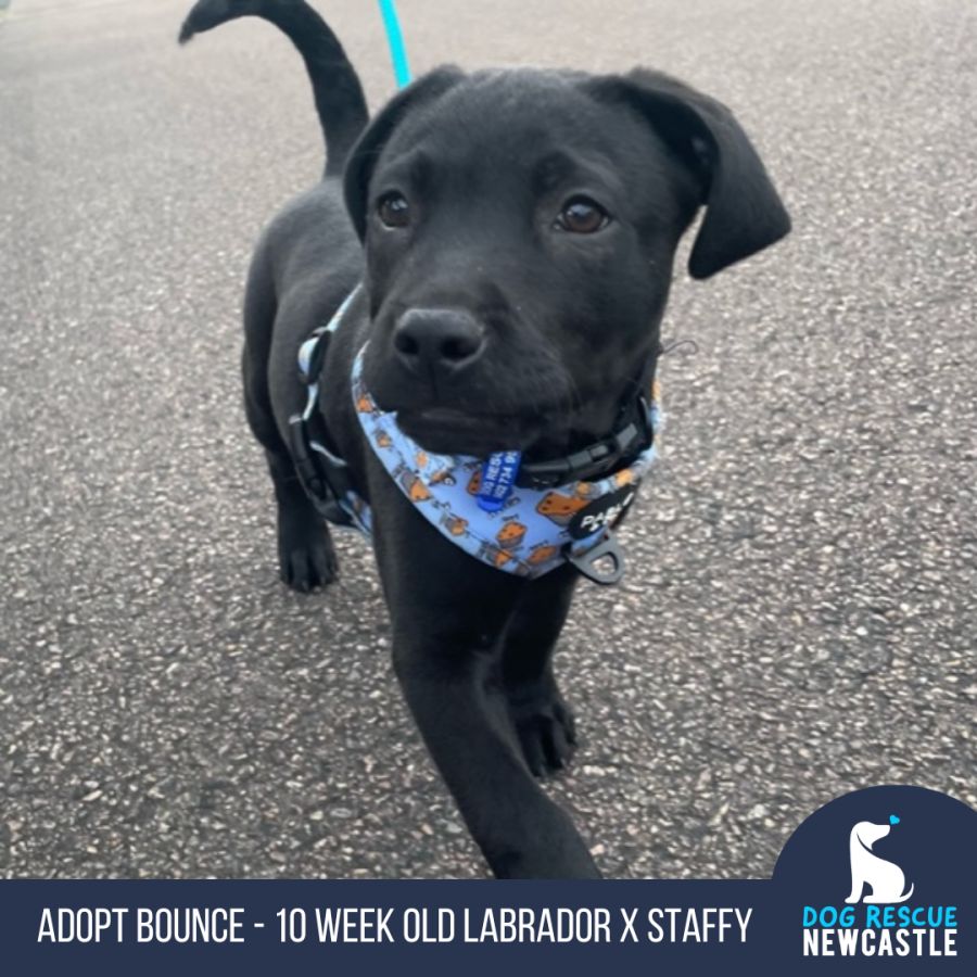 Bounce - 10 Week Old Labrador X Staffy (Trial) - Medium Male Labrador x ...