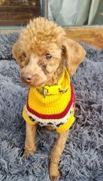 Dobby - Small Male Poodle Dog in NSW - PetRescue