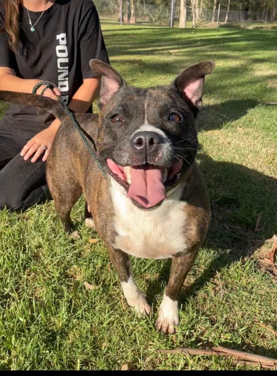 Bella - Medium Female Staffordshire Bull Terrier Dog in NSW - PetRescue