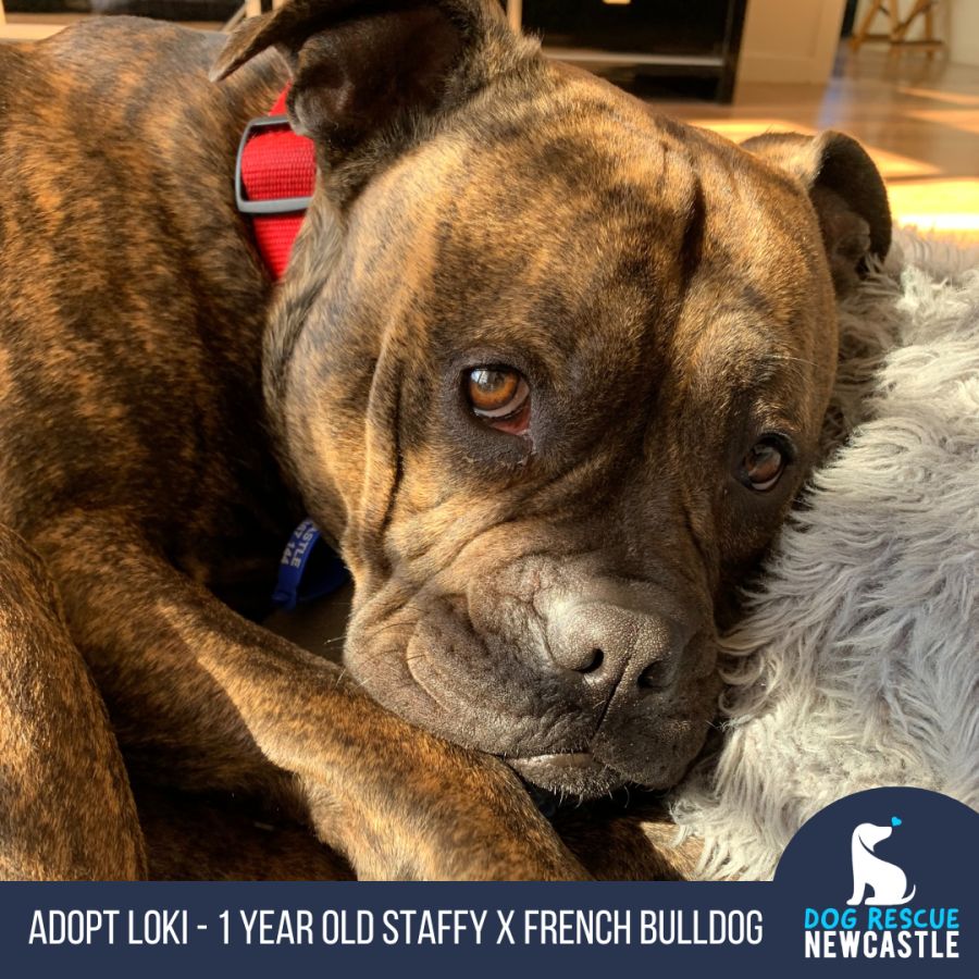 Loki - 1 Year Old Staffy X French Bulldog (Trial) - Medium Male Staffy ...