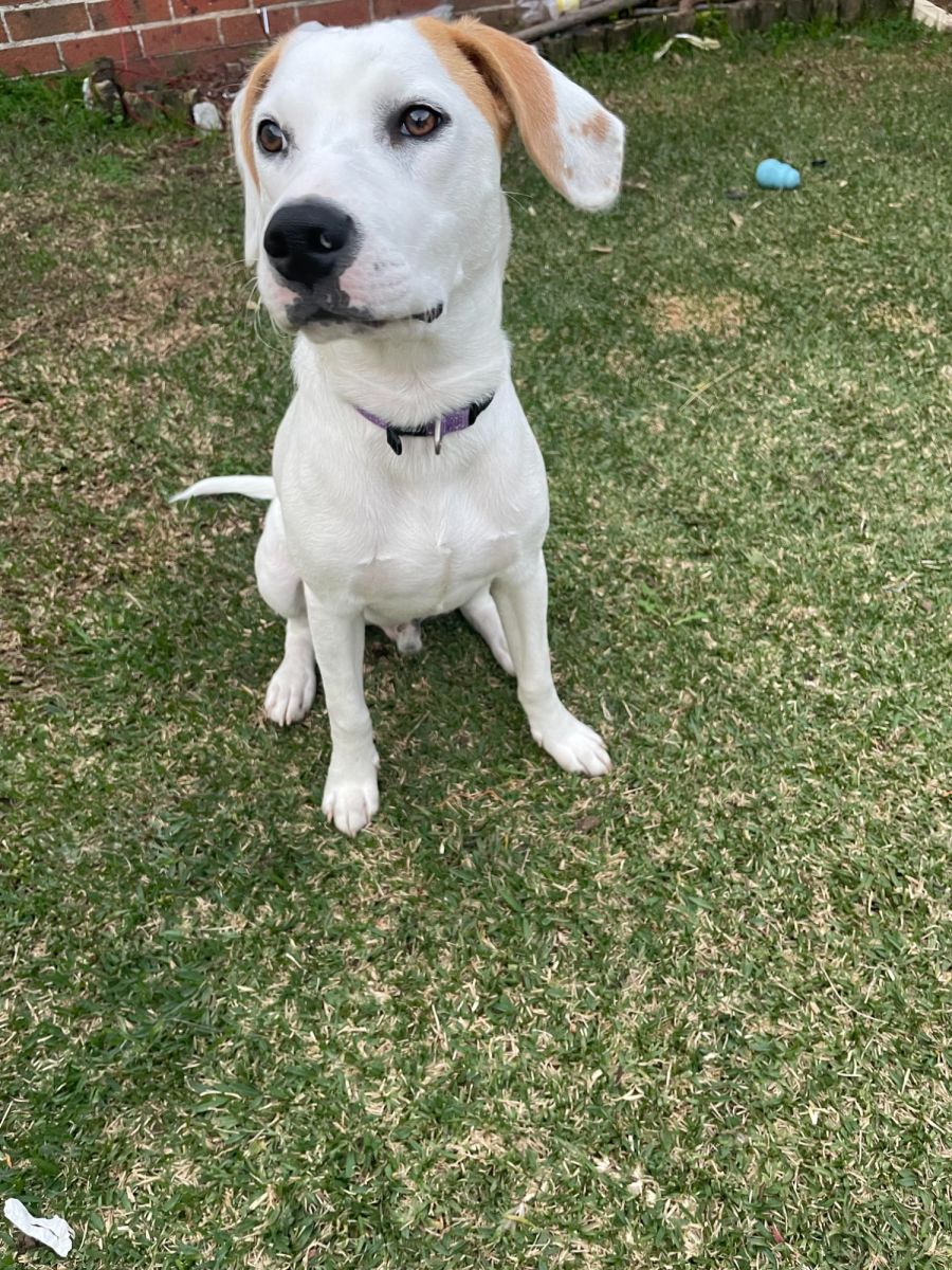 Bingo - Medium Male Beagle Mix Dog in NSW - PetRescue