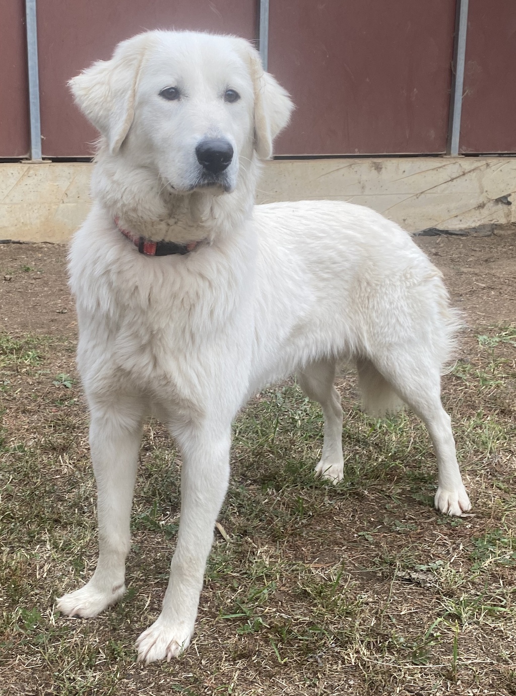 Dinky - Large Female Maremma Sheepdog Mix Dog in VIC - PetRescue