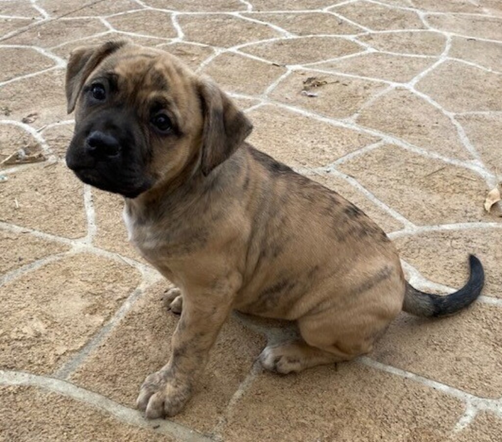 Cleo - Small Female Boxer x Rhodesian Ridgeback Mix Dog in VIC - PetRescue