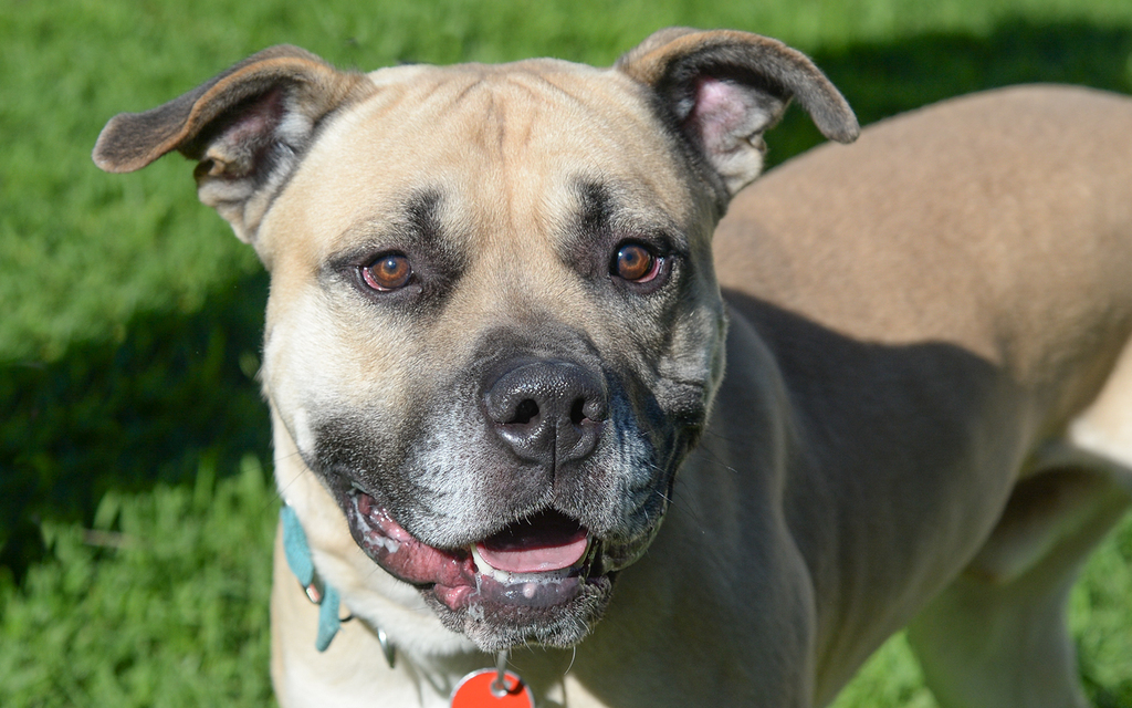 Rex - Large Male Mastiff Mix Dog in VIC - PetRescue
