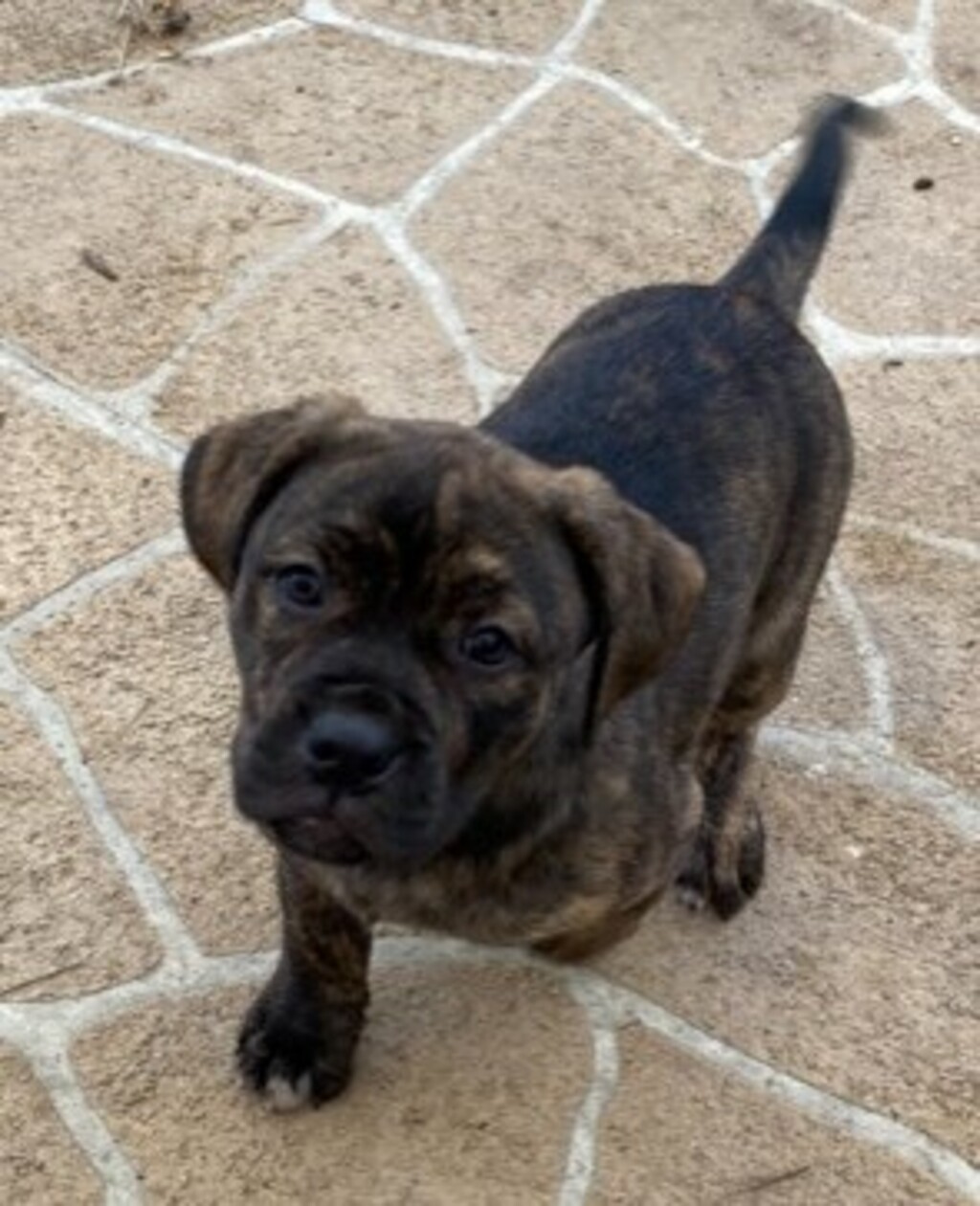 Kiko - Small Female Boxer x Rhodesian Ridgeback Mix Dog in VIC - PetRescue