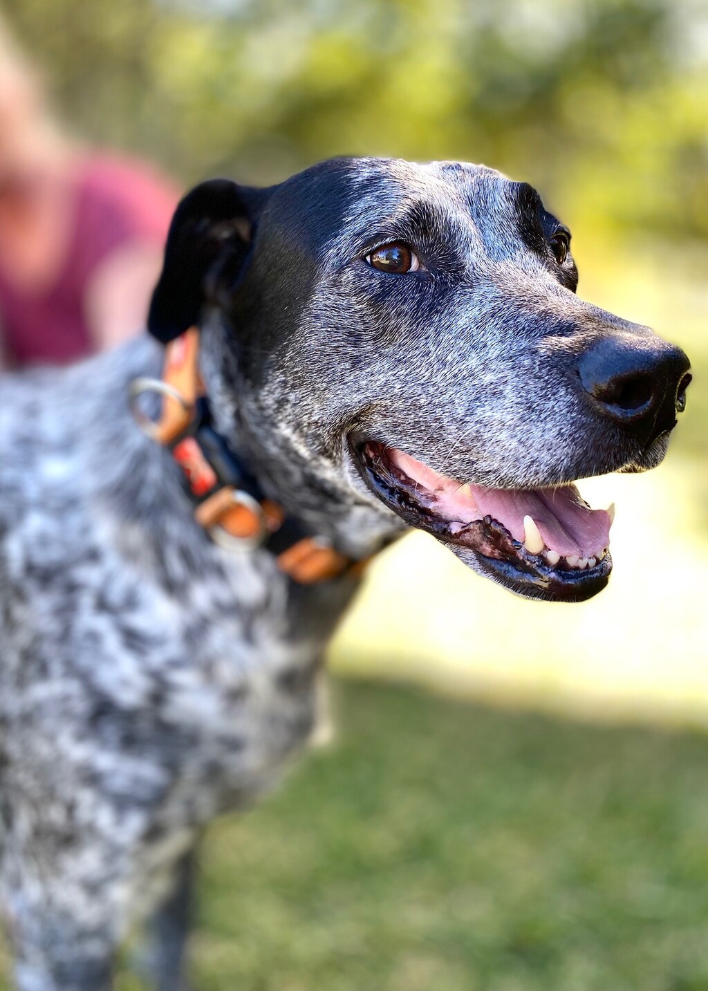 Bindi - Medium Female Australian Cattle Dog Mix Dog in QLD - PetRescue