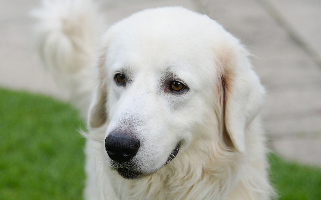Zen - Large Male Maremma Sheepdog Mix Dog in VIC - PetRescue