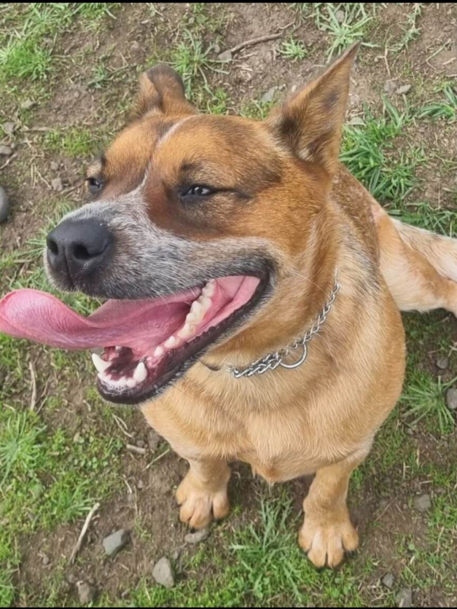 Bandit (60139) - Medium Female Red Heeler Dog in VIC - PetRescue