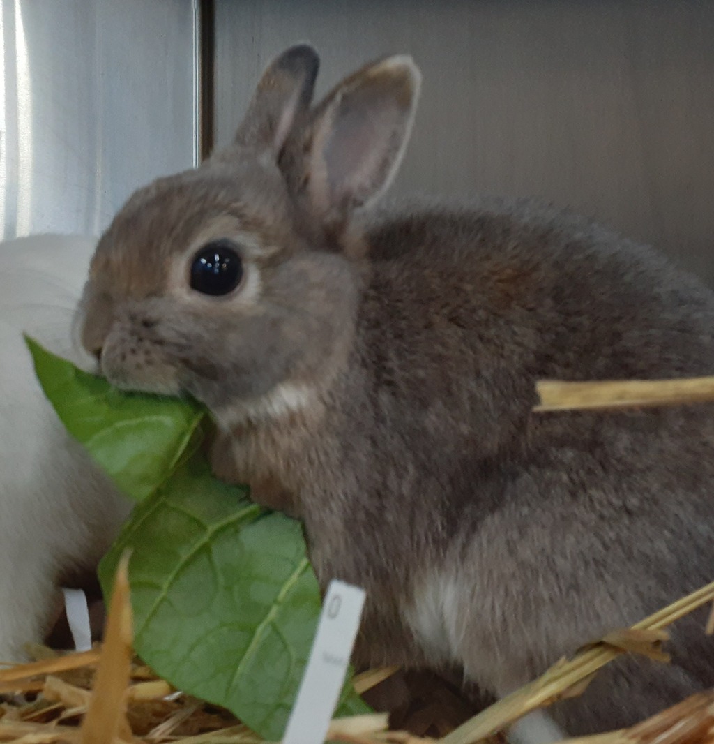 Wallace - Male Netherland Dwarf Mix Rabbit in VIC - PetRescue