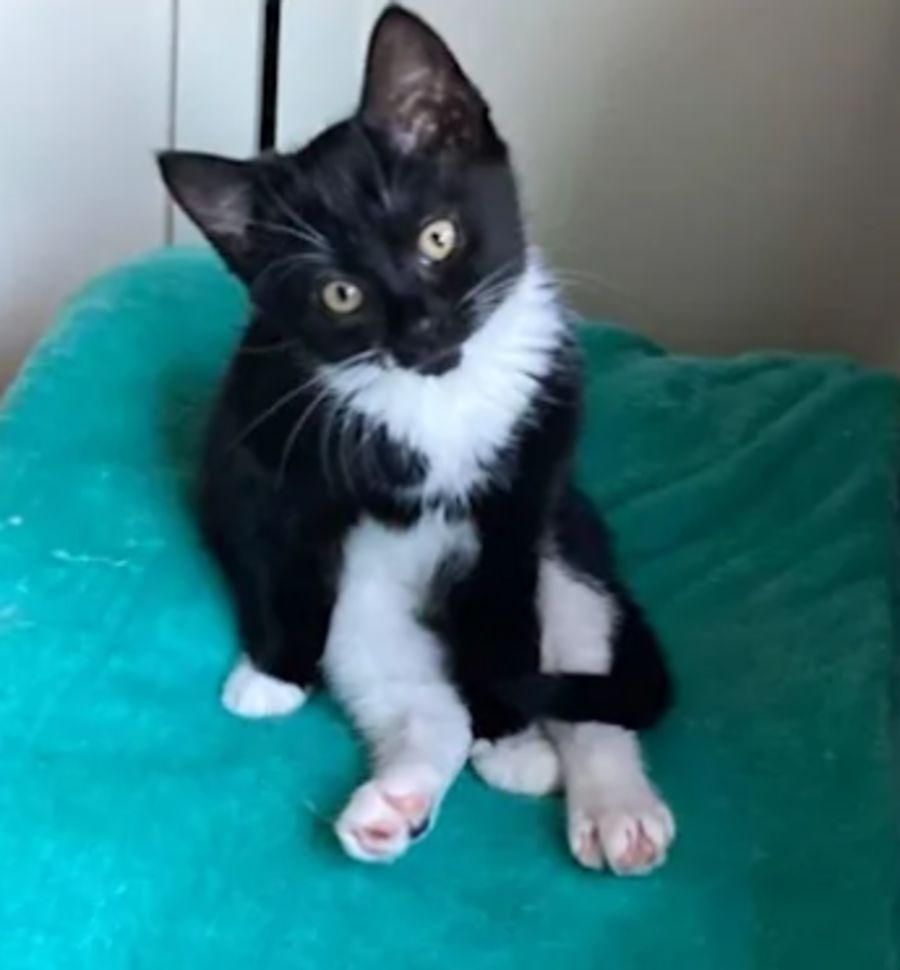 Thea - Female Domestic Short Hair Cat in NSW - PetRescue