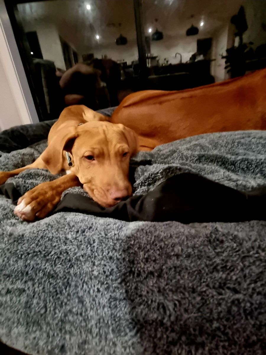 River - Large Male Hungarian Vizsla Mix Dog in QLD - PetRescue