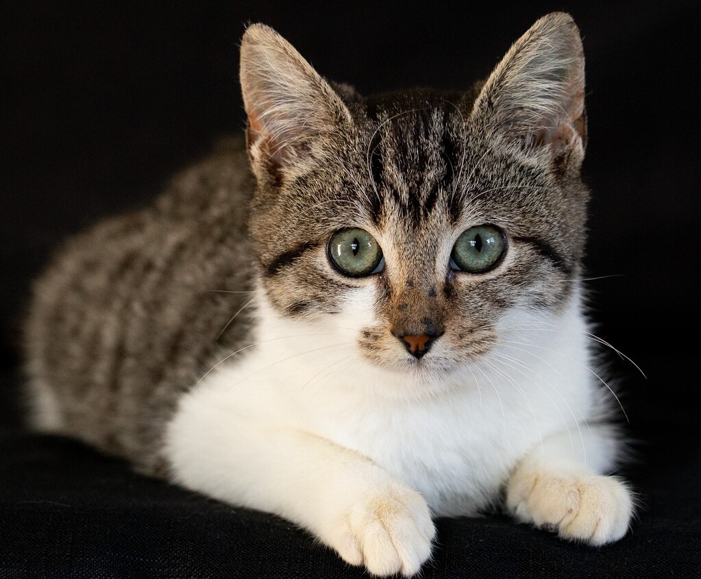 Shia - Male Domestic Short Hair Mix Cat in QLD - PetRescue