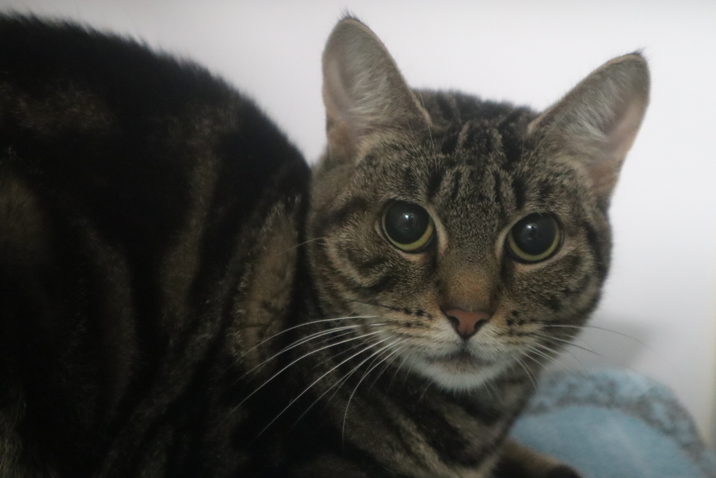 Imogen - Female Domestic Short Hair Mix Cat in VIC - PetRescue