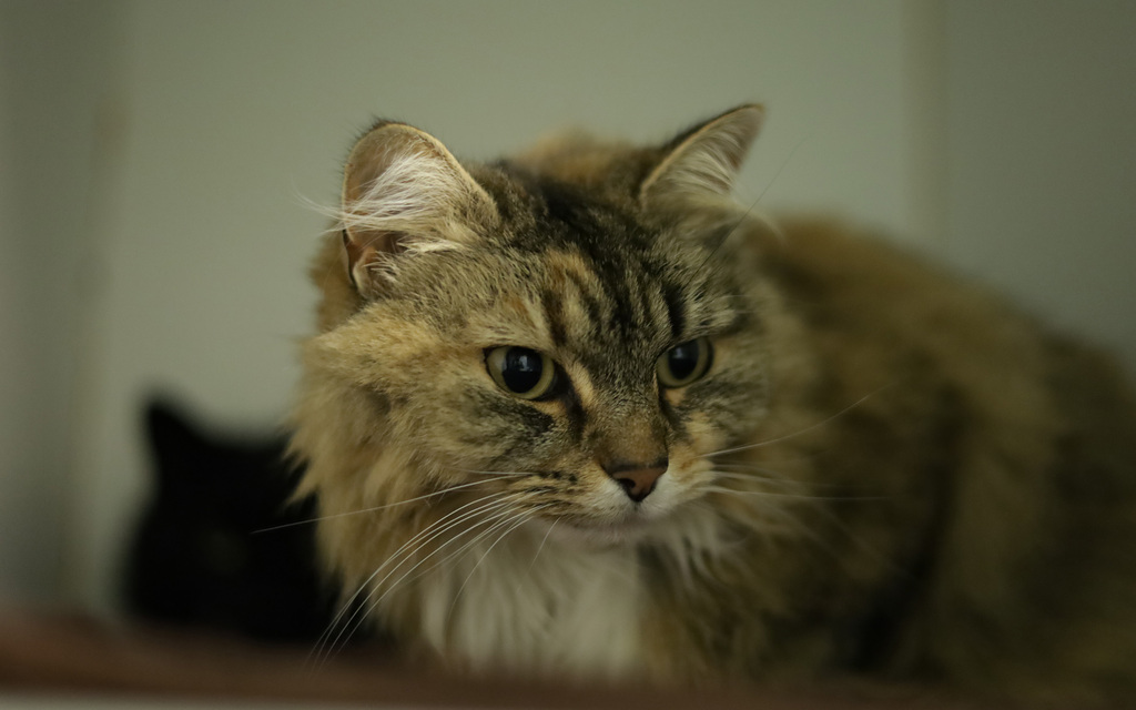 Bishu - Female Domestic Medium Hair Mix Cat in VIC - PetRescue