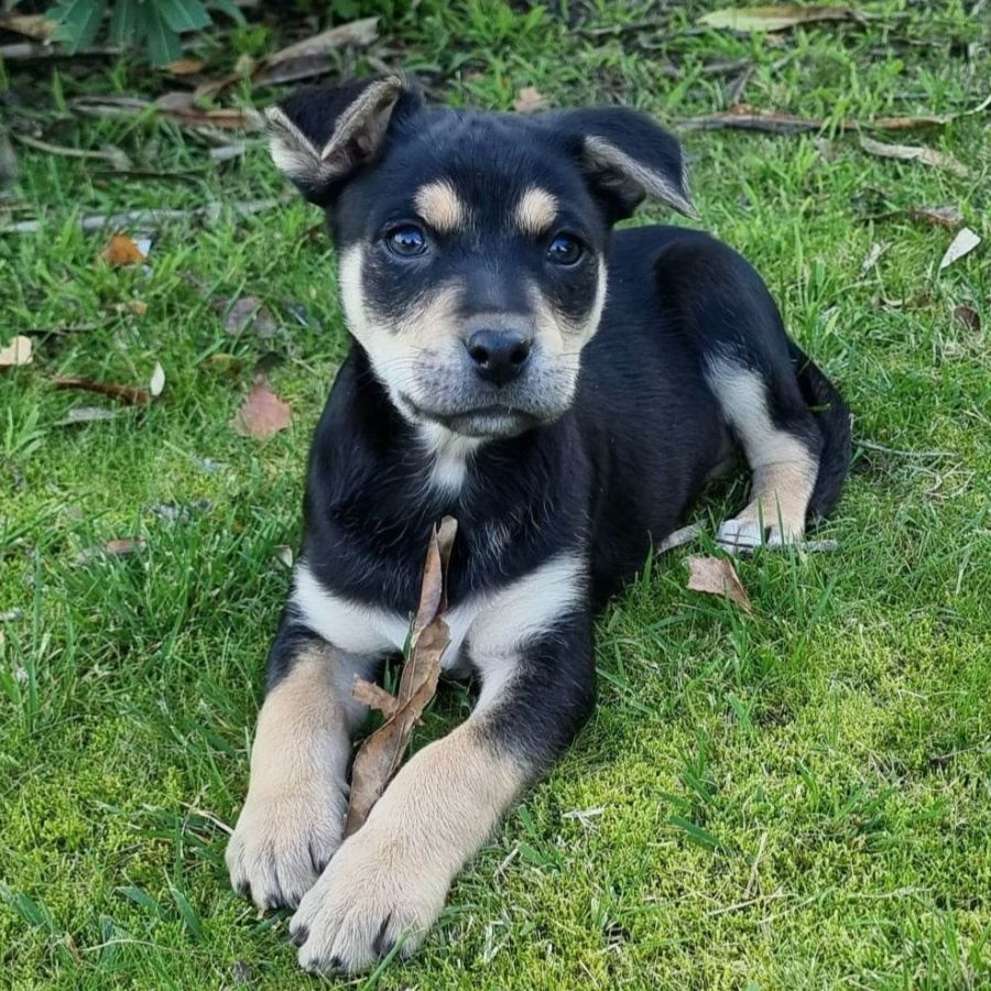 Jarrah - Medium Female Kelpie Dog in VIC - PetRescue