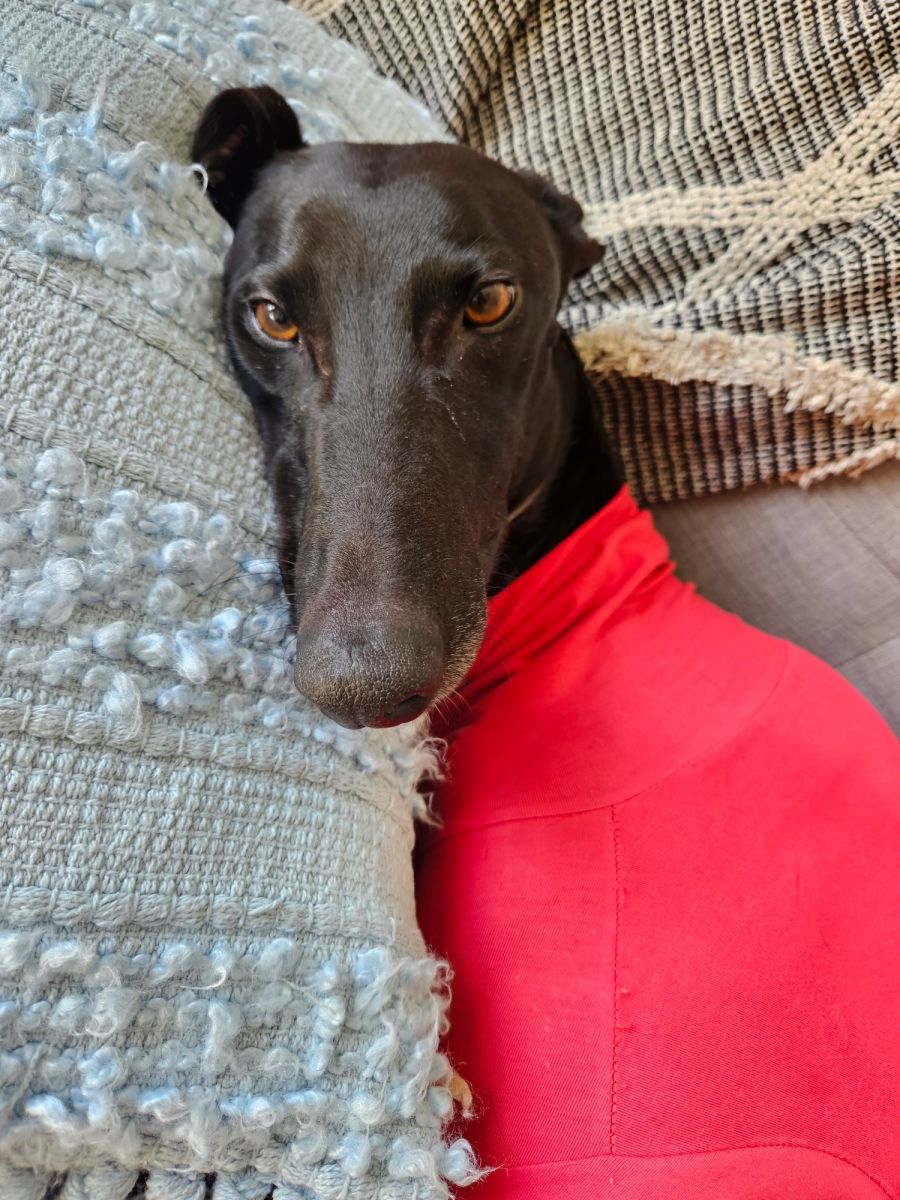 Rusty - Large Male Greyhound Dog in VIC - PetRescue