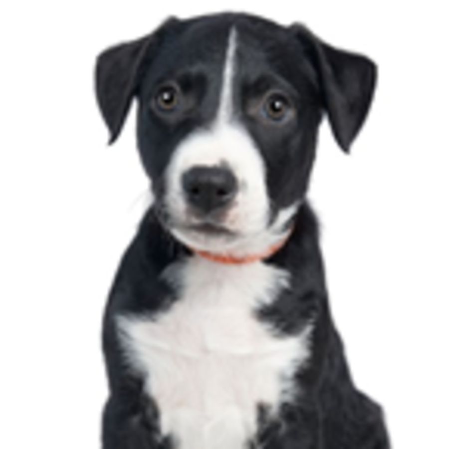 Rwanda - Medium Female Border Collie Dog in QLD - PetRescue