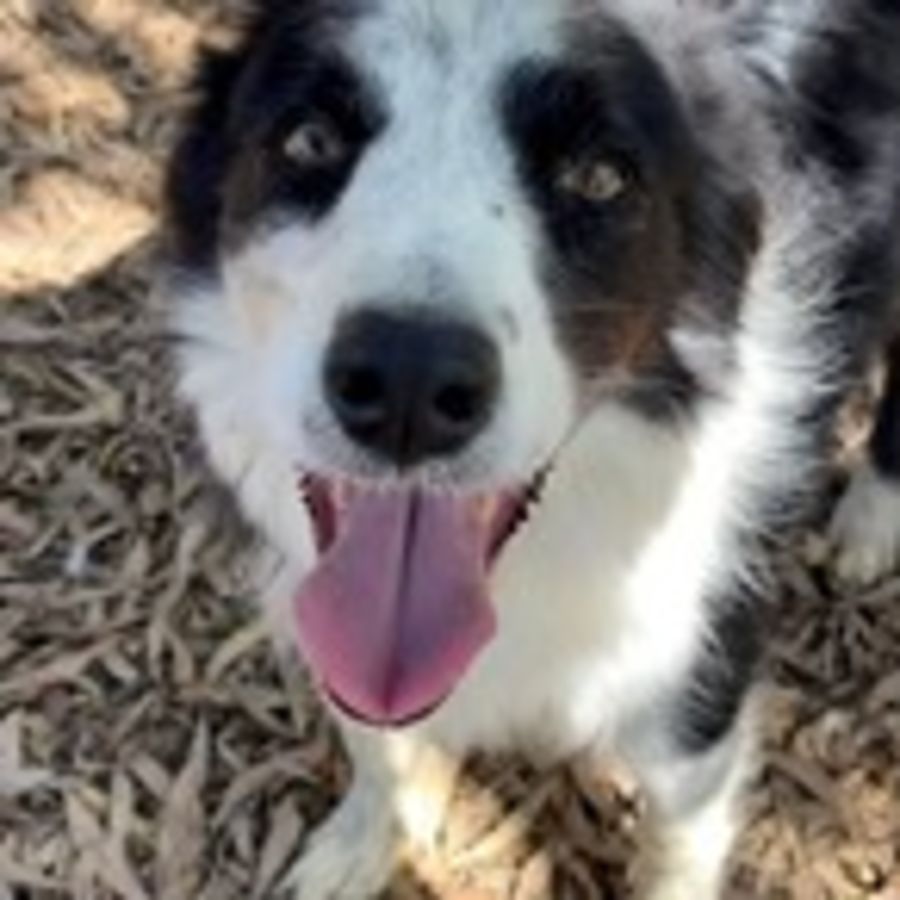 Winston - Medium Male Border Collie Dog in QLD - PetRescue
