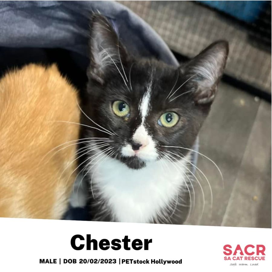 Chester - Male Domestic Short Hair Cat in SA - PetRescue